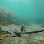 Guided Snorkel Experience, Advanced - Who This Tour Is Perfect For