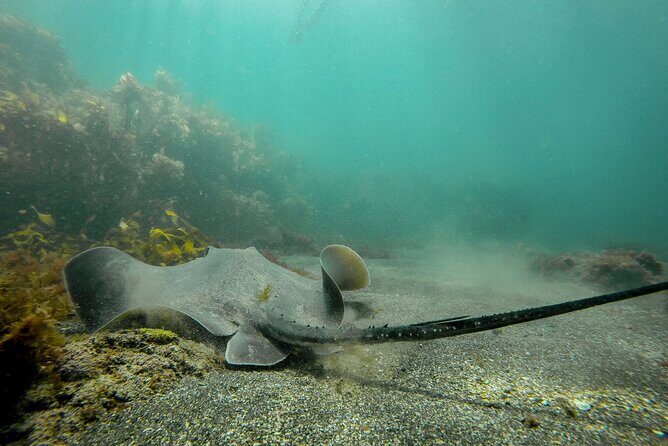 Guided Snorkel Experience, Advanced - Who This Tour Is Perfect For