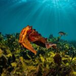 Guided Snorkeling Experience in Bondi - Key Points