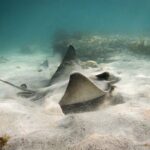 Guided Snorkeling for Beginner - An In-Depth Look at the Goat Island Snorkeling Experience