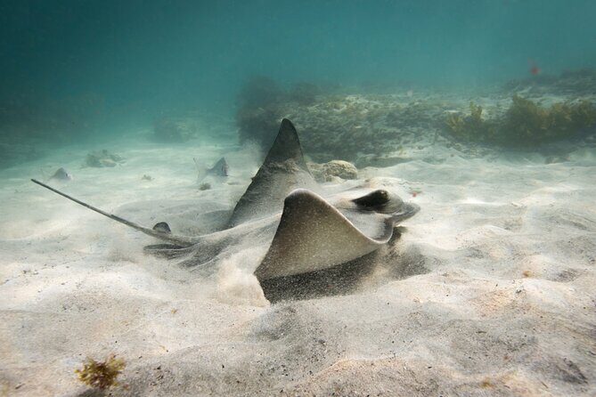 Guided Snorkeling for Beginner - An In-Depth Look at the Goat Island Snorkeling Experience