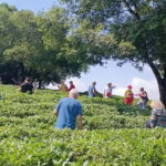 Guilin: City Tour with Elephant Hill & Ming Tea Tasting - Who Will Enjoy This Tour?
