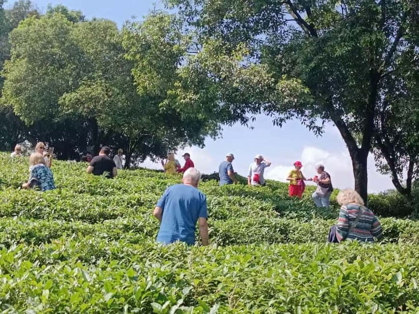 Guilin: City Tour with Elephant Hill & Ming Tea Tasting - Who Will Enjoy This Tour?