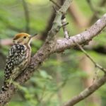 Gujarat: Devalia Park ( Devaliya ) Guided Jeep Safari - Final Thoughts