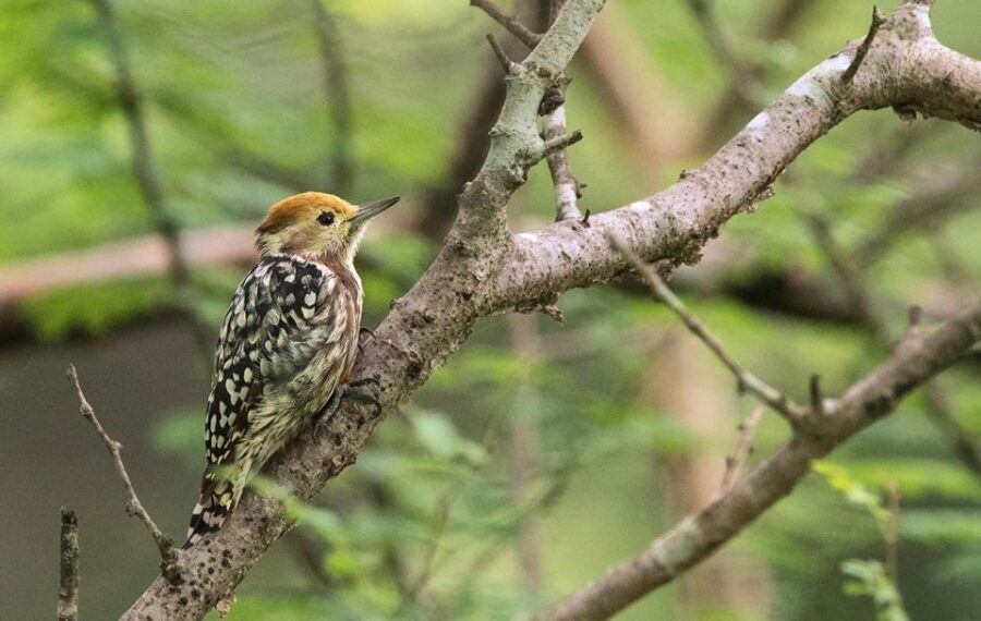 Gujarat: Devalia Park ( Devaliya ) Guided Jeep Safari - Final Thoughts