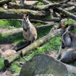 Hahndorf and Hills Wildlife Wonders - Authentic Experiences and Unique Highlights