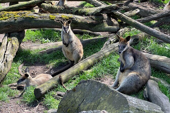 Hahndorf and Hills Wildlife Wonders - Authentic Experiences and Unique Highlights