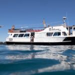 Half Day Dolphin Watching Cruise (Departing from Rotorua) - The Sum Up: Why Choose This Cruise?