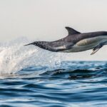 Half Day Dolphin & Wildlife Cruise - Tauranga - Who is this tour best for?