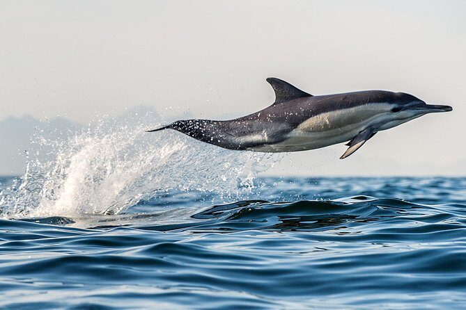 Half Day Dolphin & Wildlife Cruise - Tauranga - Who is this tour best for?