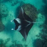 Half day Eco Snorkeling small group Tour in Bora Bora - The Itinerary: In-Depth Breakdown