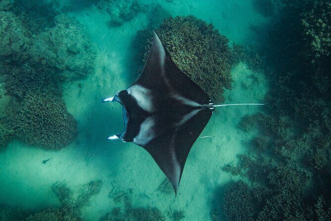 Half day Eco Snorkeling small group Tour in Bora Bora - The Itinerary: In-Depth Breakdown