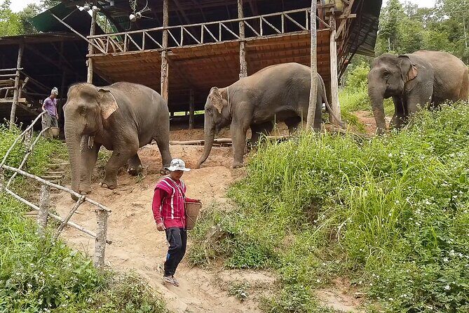 Half Day: Elephant Village Sanctuary - What You Can Expect from the Tour