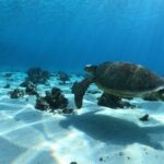 Half day Excursion, Drift Snorkeling Lagoon Adventure. 3H - The Itinerary Breakdown