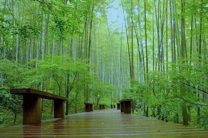 Half-Day Hangzhou Nature Explore with Green Tea Village and Yunxi Bamboo Forest - Who Will Love This Tour?