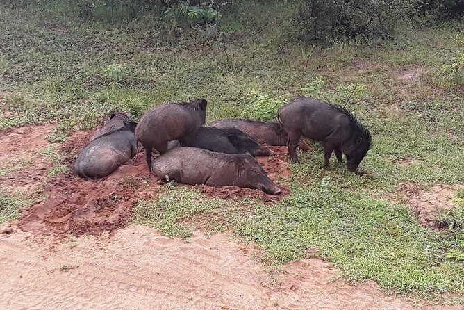 Half-Day Kumana National Park Private Safari with Pickup - Why the Private Safari Matters