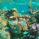 Half day lagoon safari tour in Bora Bora- Shared tour - The Sum Up