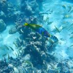 Half-Day Muri Lagoon BBQ Lunch Cruise including Snorkeling - Why This Tour Is Worth It