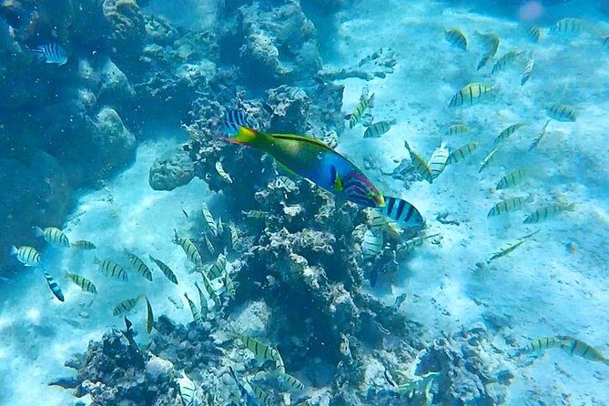 Half-Day Muri Lagoon BBQ Lunch Cruise including Snorkeling - Why This Tour Is Worth It