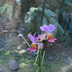 Half Day Nadi Tour Temple, Market, Gardens and Mud Pools - Whats Included and Whats Not