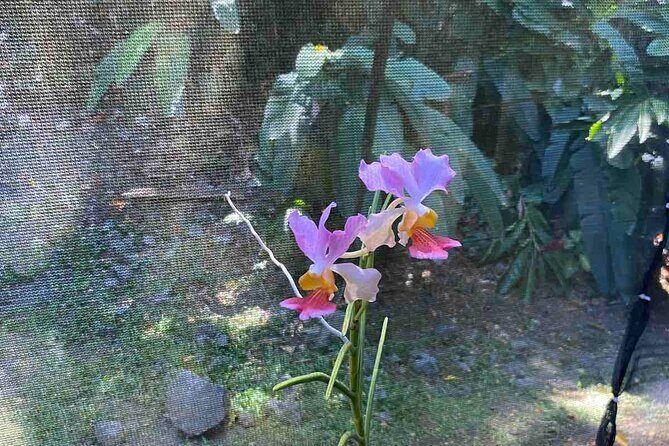Half Day Nadi Tour Temple, Market, Gardens and Mud Pools - Whats Included and Whats Not