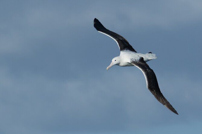 Half-Day Private City, Sights & Wildlife Tours - Practical Details and Considerations