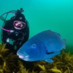 Half-Day Private Discover Dive at Australia's Iconic Beach - The Value of Personal Guides and Marine Encounters