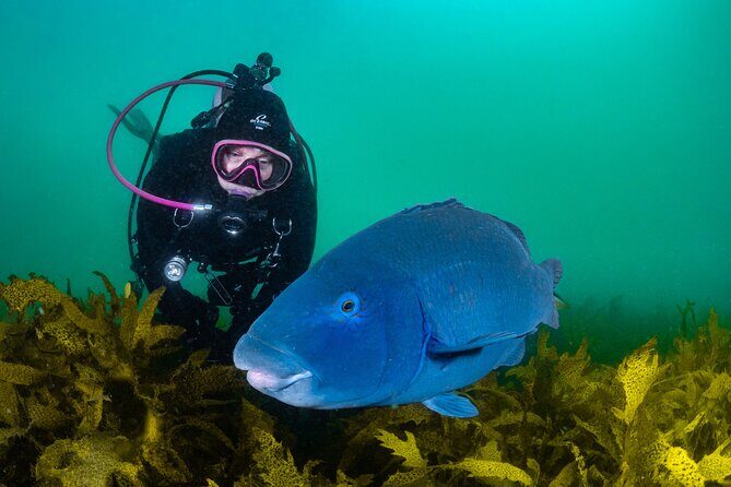 Half-Day Private Discover Dive at Australia's Iconic Beach - The Value of Personal Guides and Marine Encounters