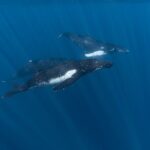 Half Day Private Whale Watching in Moorea - What to Expect During the Tour
