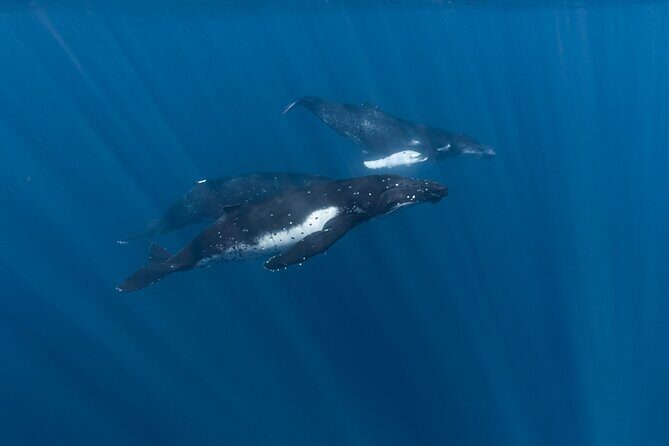 Half Day Private Whale Watching in Moorea - What to Expect During the Tour