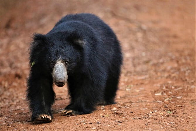 Half Day Safari at Yala National Park From Kataragama - Final Thoughts: Why This Safari Could Be Your Perfect Day Out