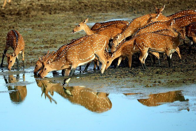Half Day Safari at Yala National Park From Yala / Tissamaharama - Who Should Consider This Tour?