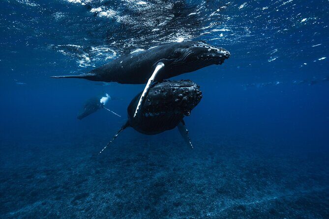 Half Day Small Group Whale Watching - Authentic Experiences from Guests
