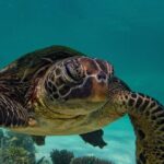 Half Day Snorkel 2.5hr Turtle Tour on the Ningaloo Reef, Exmouth - Practical Details