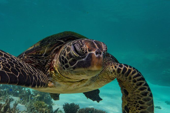 Half Day Snorkel 2.5hr Turtle Tour on the Ningaloo Reef, Exmouth - Practical Details