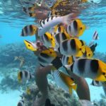 Half Day Snorkeling in Moorea - The Itinerary: What You Can Expect
