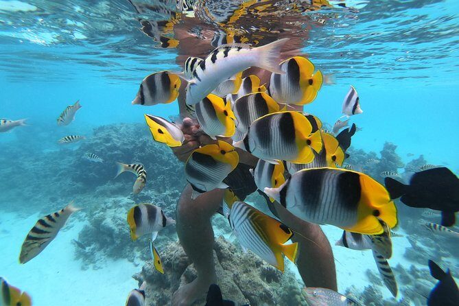 Half Day Snorkeling in Moorea - The Itinerary: What You Can Expect