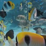 Half day Snorkeling Shared Boat Tour in Bora Bora - Practical Considerations and Tips