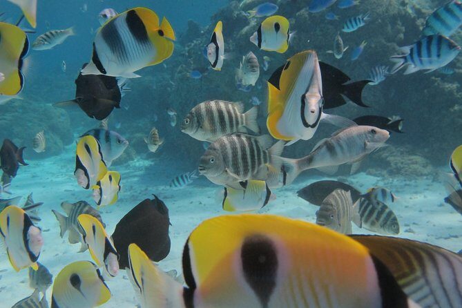 Half day Snorkeling Shared Boat Tour in Bora Bora - Practical Considerations and Tips