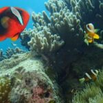 Half-Day Snorkeling Trip to Kerama - Authentic Experiences: What Travelers Are Saying