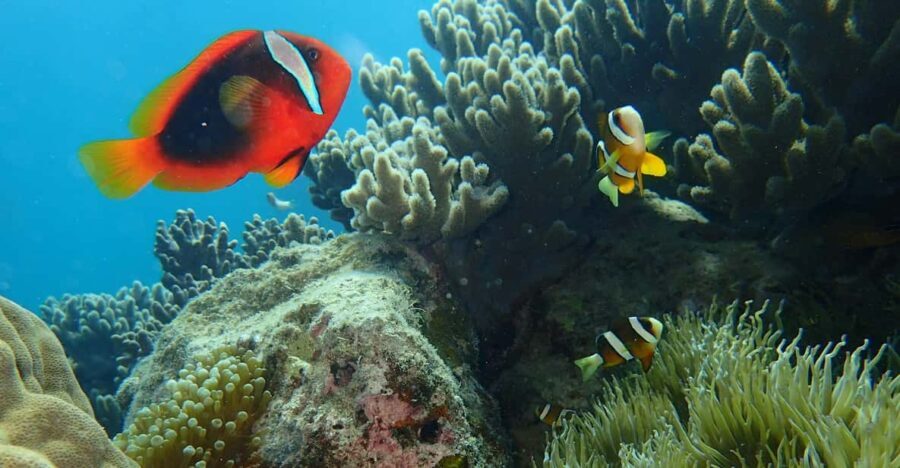 Half-Day Snorkeling Trip to Kerama - Authentic Experiences: What Travelers Are Saying