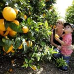 Half-Day Swan Valley Walk & Fruit Orchard - Who Will Enjoy This Tour?