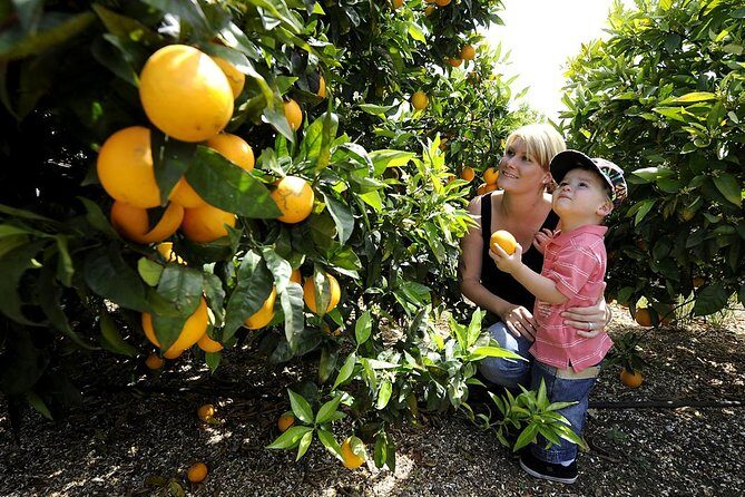 Half-Day Swan Valley Walk & Fruit Orchard - Who Will Enjoy This Tour?