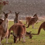 Half-Day Swan Valley & Wildlife Park Tour - What Travelers Say