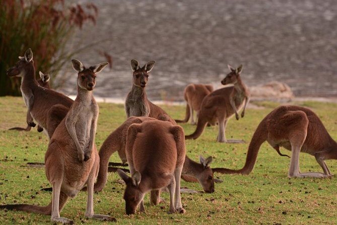 Half-Day Swan Valley & Wildlife Park Tour - What Travelers Say