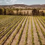 Half-Day Swan Valley Wine Tour with Tastings - From Perth - What to Expect on the Tour