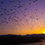 Half Day Trip: Kelor  Manjarite  Kalong Sunset - The Kelor Island Trek: An Impressive Panorama