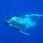 Half day whale tour 4h00 - Detailed Breakdown of the Tour Experience