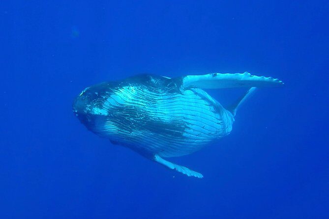 Half day whale tour 4h00 - Detailed Breakdown of the Tour Experience