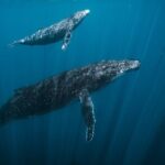 Half Day Whale Watching in a Small Shared Group - What You Can Expect During the Tour